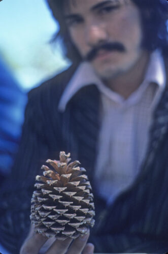 Using and Eating Piñon Pine – Mother Earth News